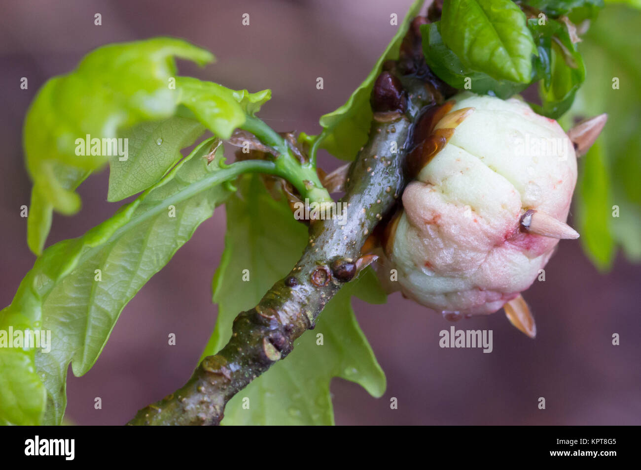 Oak apple gall hi-res stock photography and images - Alamy