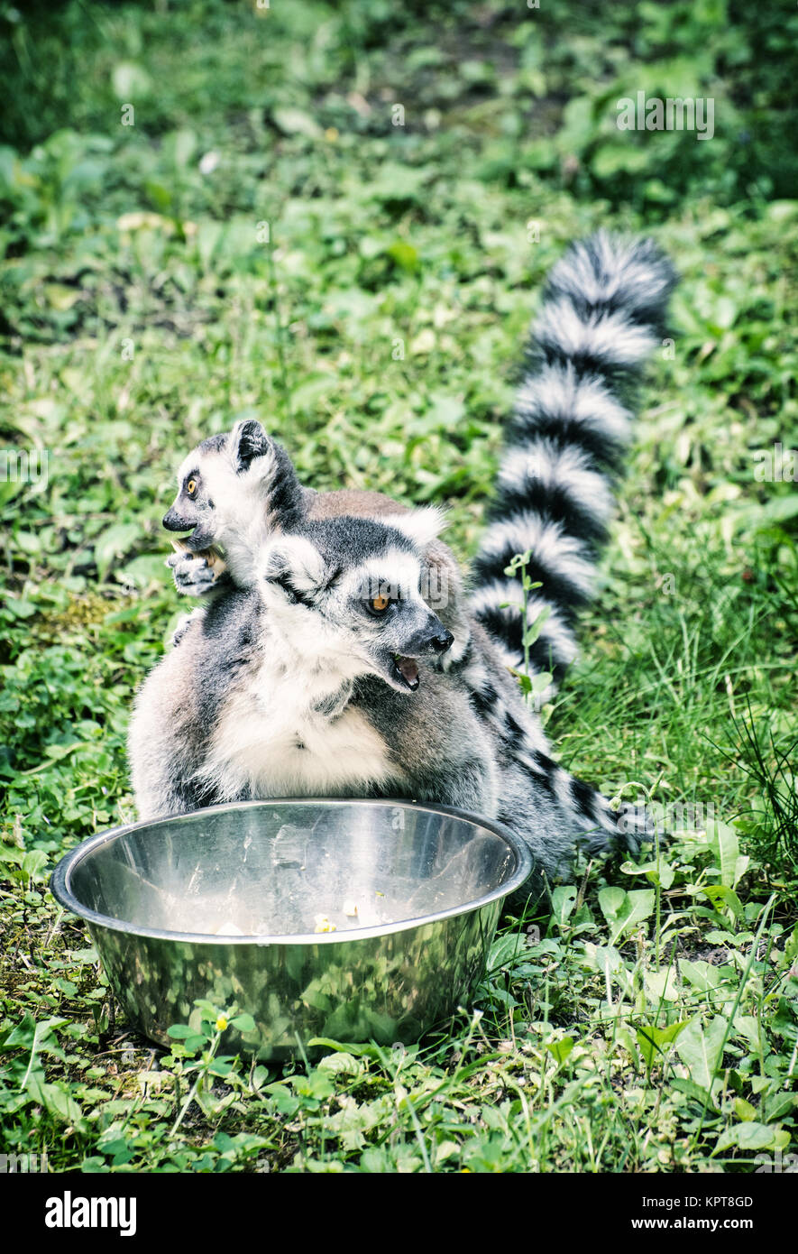 Ring-tailed lemur - Lemur catta - with cub are fed from the bowl ...