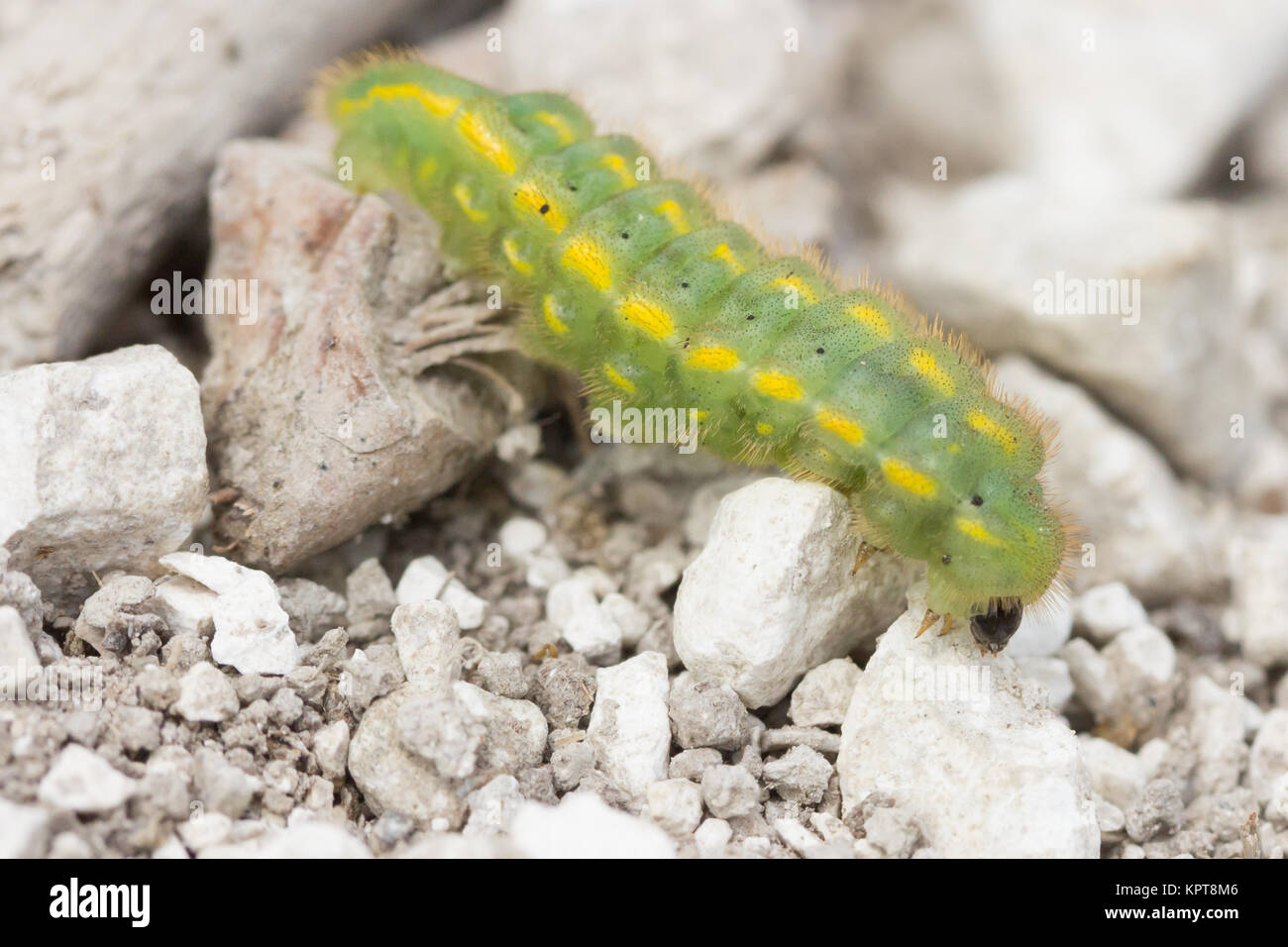 Chalkhill blue (Polyommatus coridon) caterpillar crossing chalk path ...