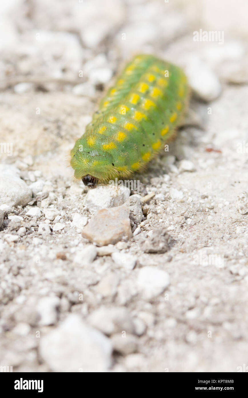 Chalkhill blue (Polyommatus coridon) caterpillar crossing chalk path ...