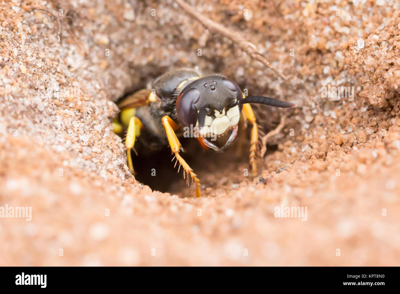 European beewolf (Philanthus triangulum) at nest burrow entrance ...