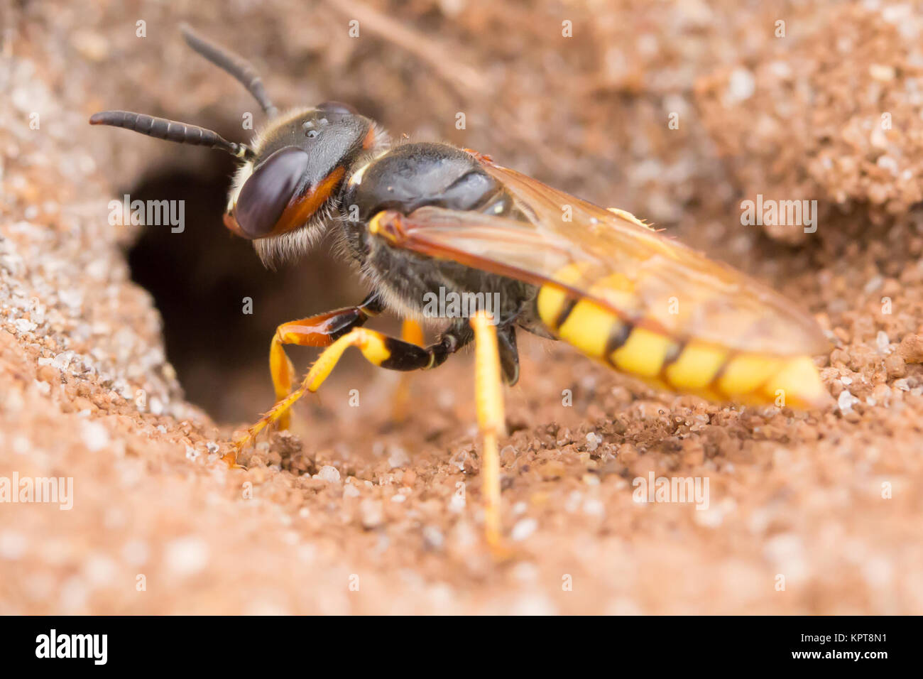 European beewolf (Philanthus triangulum) at nest burrow entrance ...