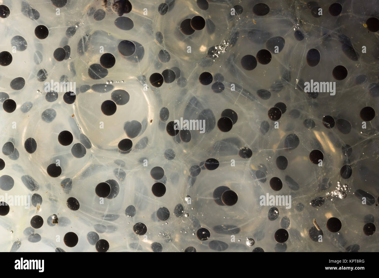 Common frog spawn (Rana temporaria). Surrey, UK Stock Photo - Alamy