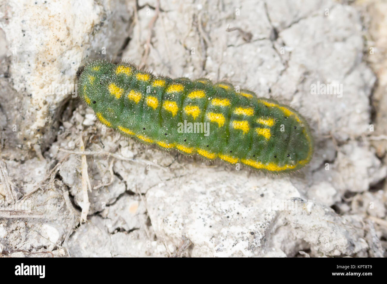 Adonis blue caterpillar (Polyommatus bellargus) on chalk downland ...