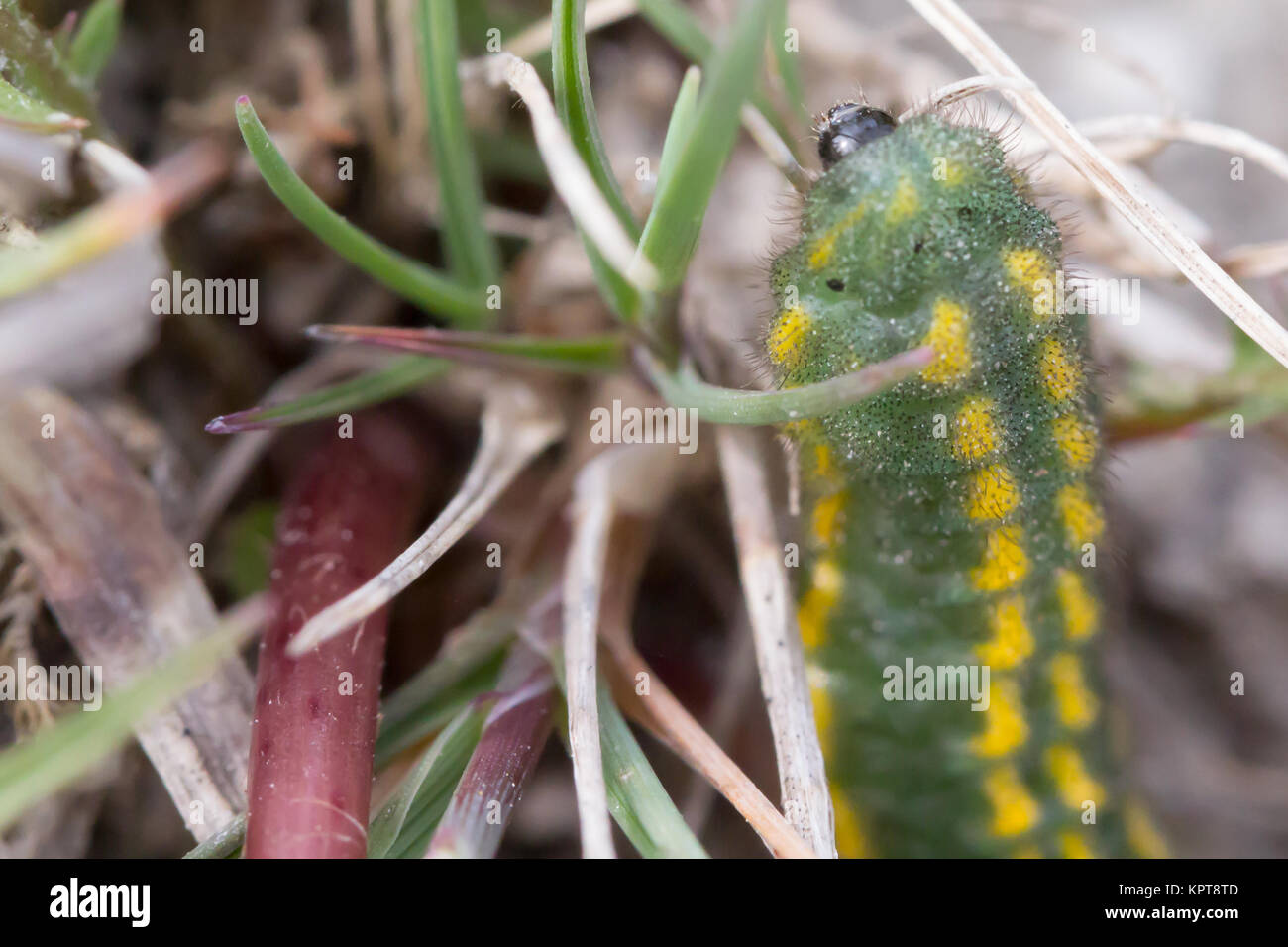 Adonis blue caterpillar (Polyommatus bellargus) on chalk downland ...