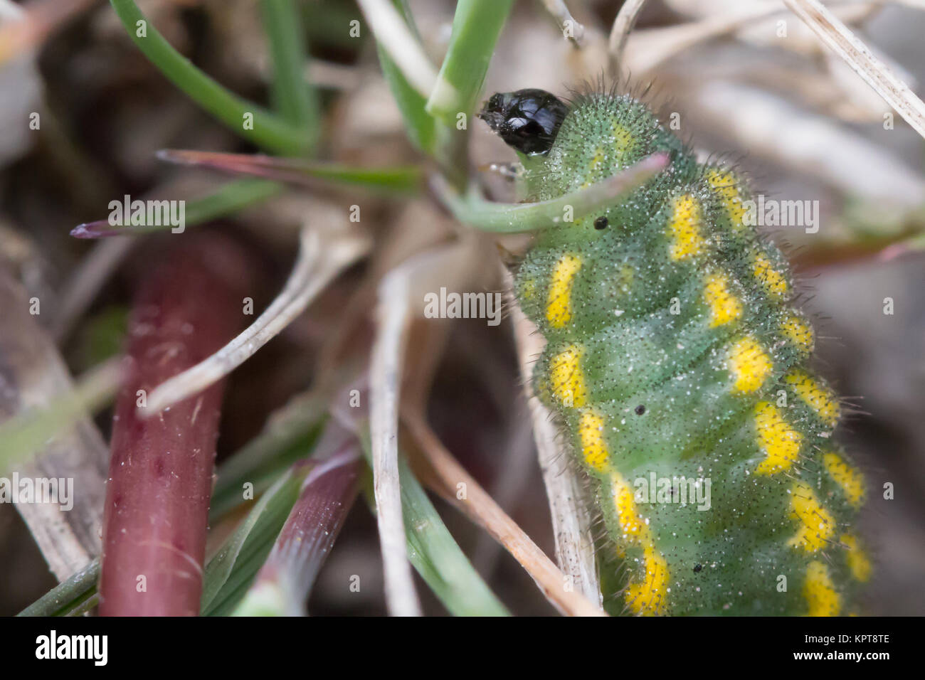 Adonis blue caterpillar (Polyommatus bellargus) on chalk downland ...