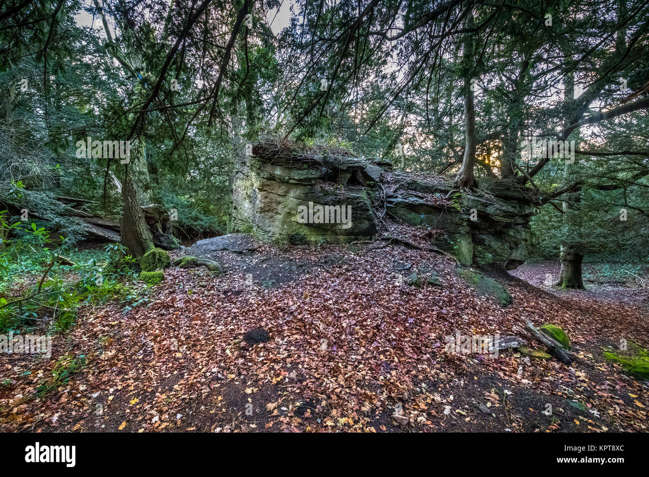 Outcrop of Magnesium Limestone in a woodland setting Stock Photo - Alamy
