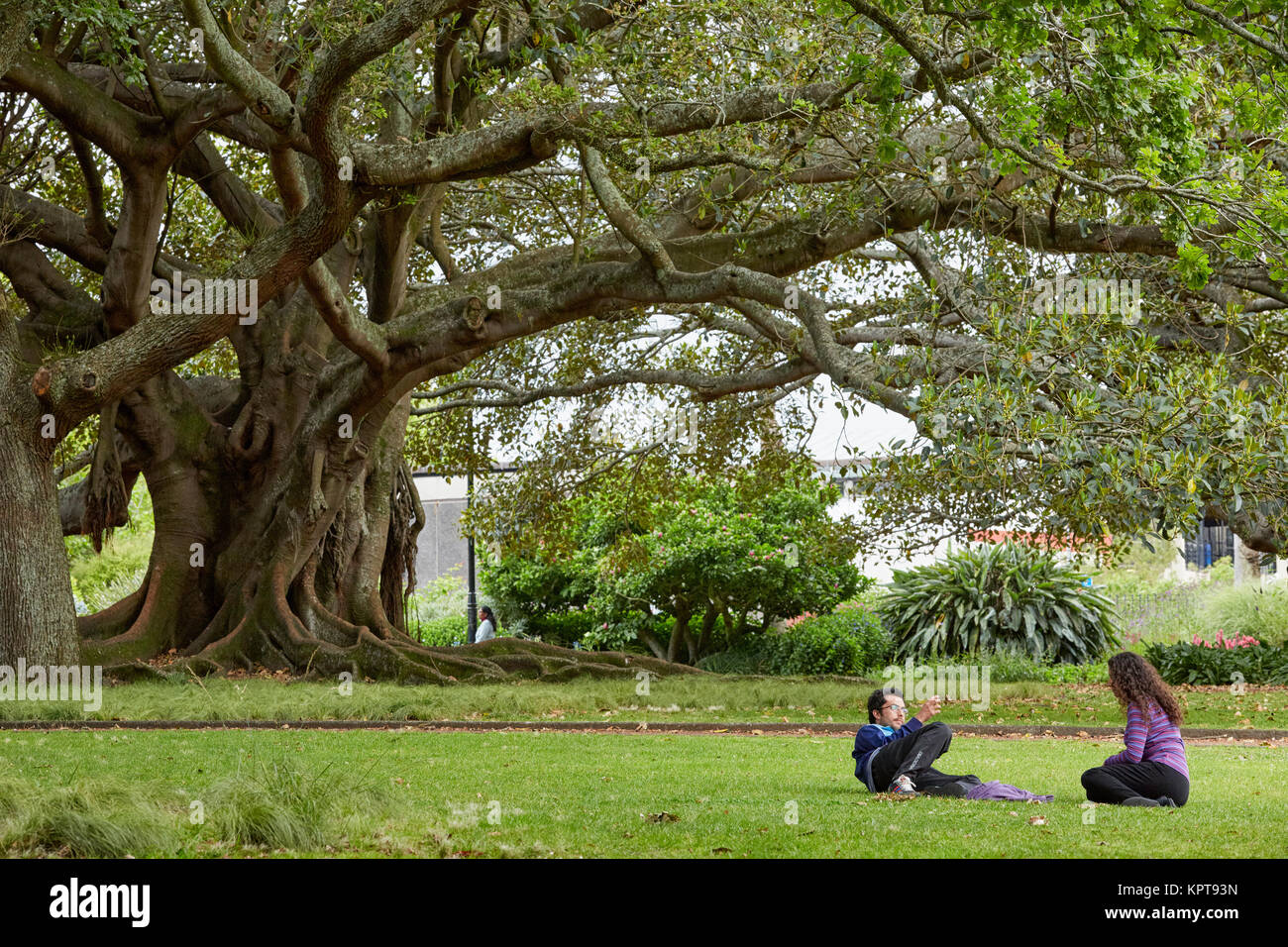 Australian fig hi-res stock photography and images - Alamy