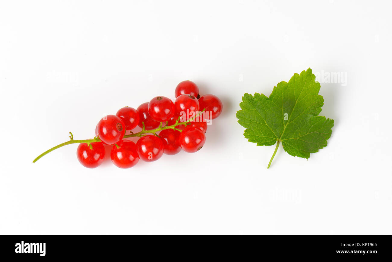 Fresh red currants Stock Photo - Alamy