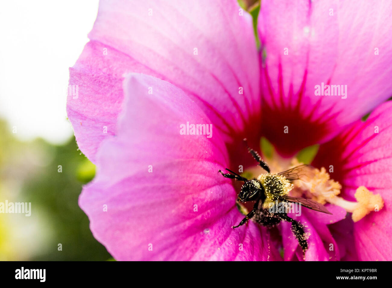 Bee on Flower Stock Photo - Alamy