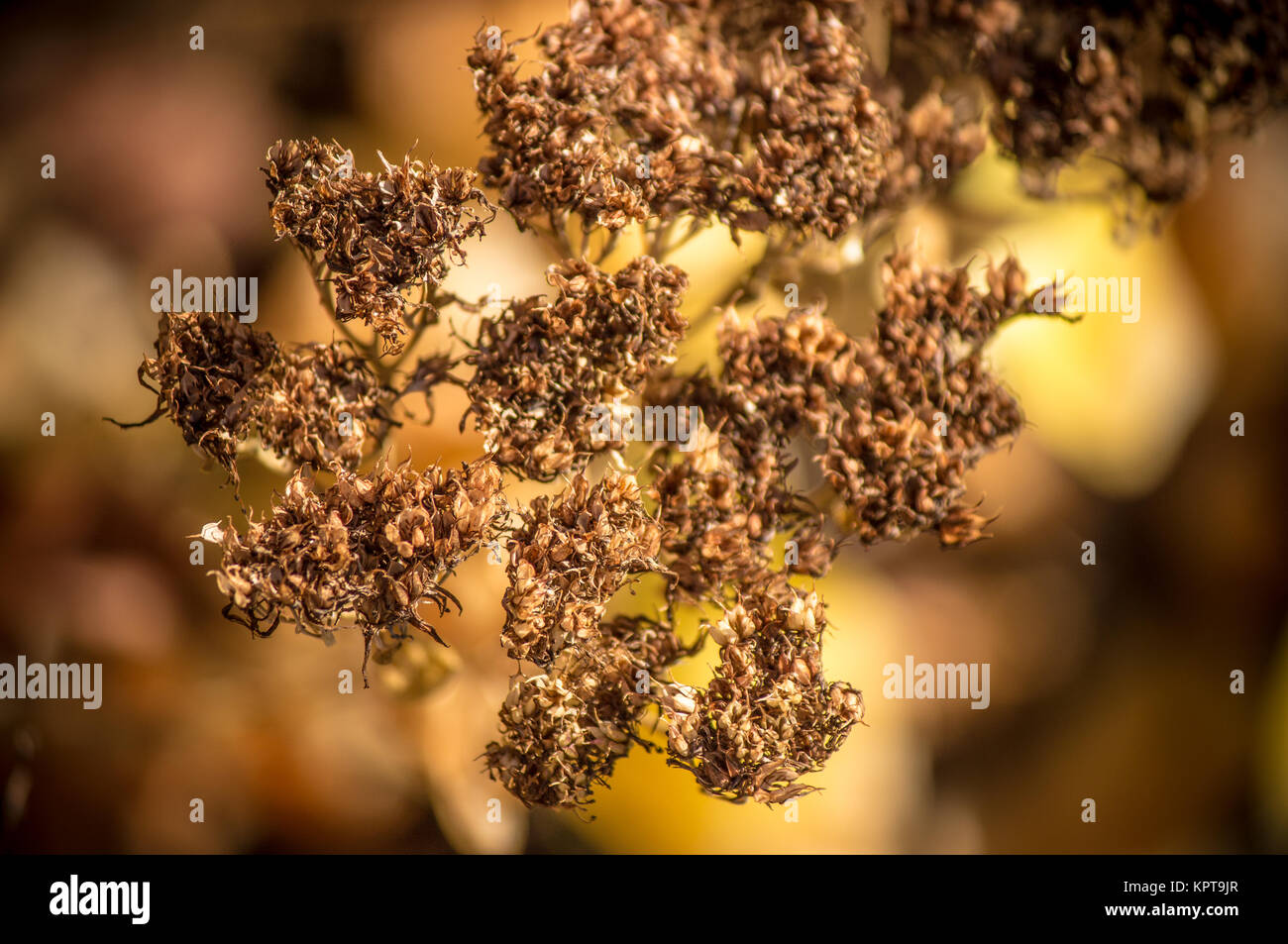 Plant decay hi-res stock photography and images - Alamy