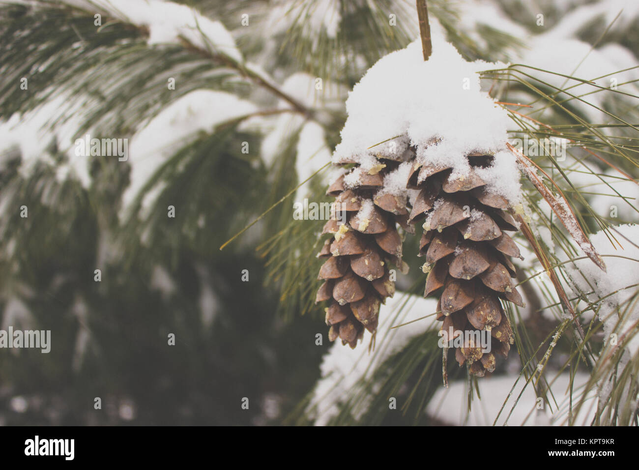 Snow on Pine Cones Stock Photo - Alamy