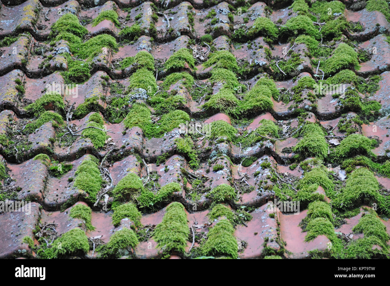 Moss covered roof tiles hi-res stock photography and images - Alamy