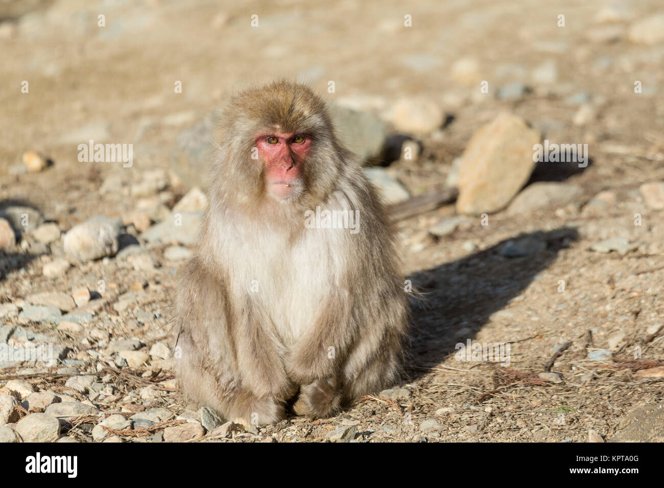 Happy monkey smiles hi-res stock photography and images - Alamy