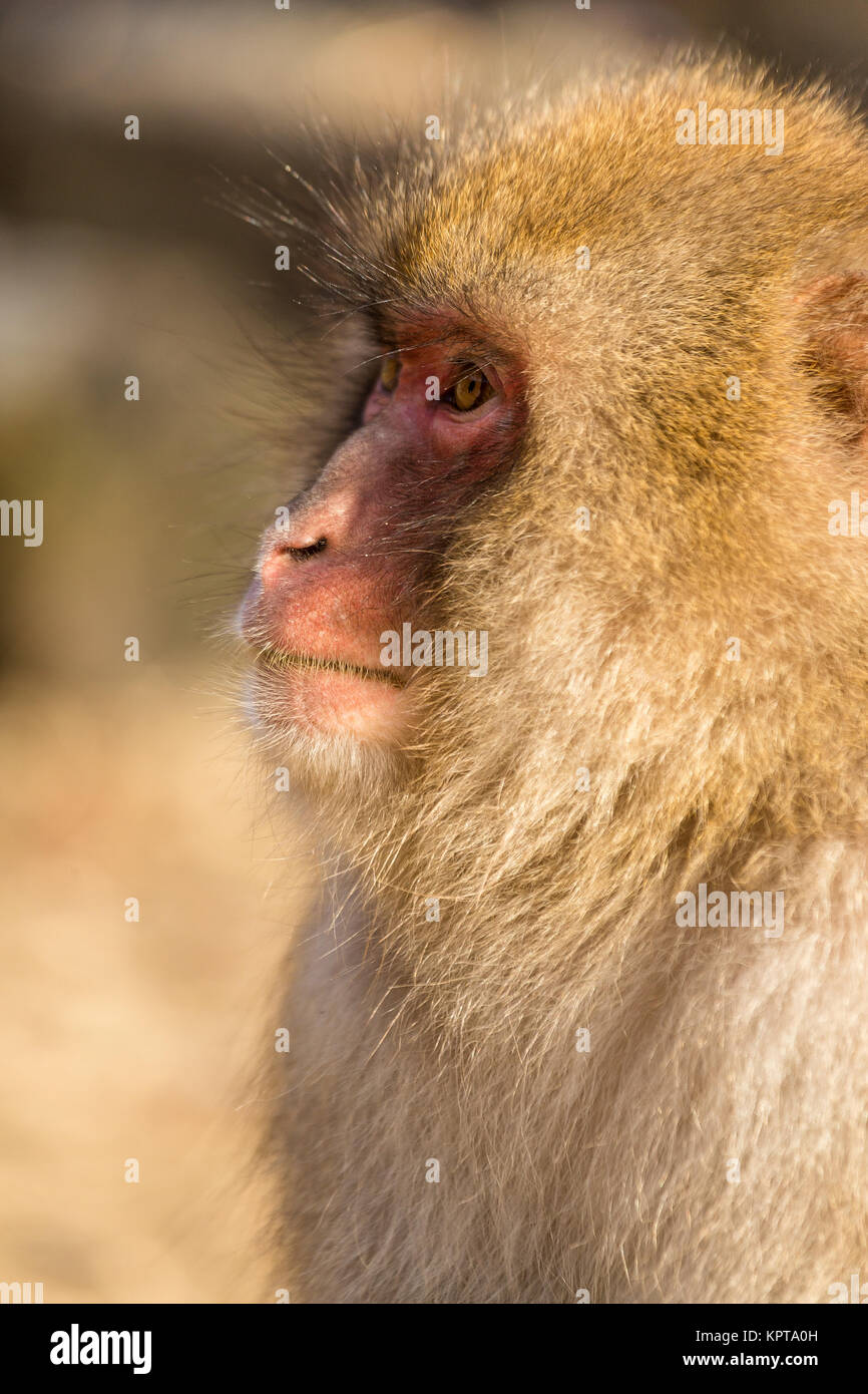 Side profile of monkey Stock Photo - Alamy