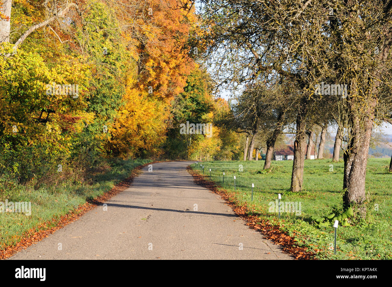 country road in autumn Stock Photo - Alamy