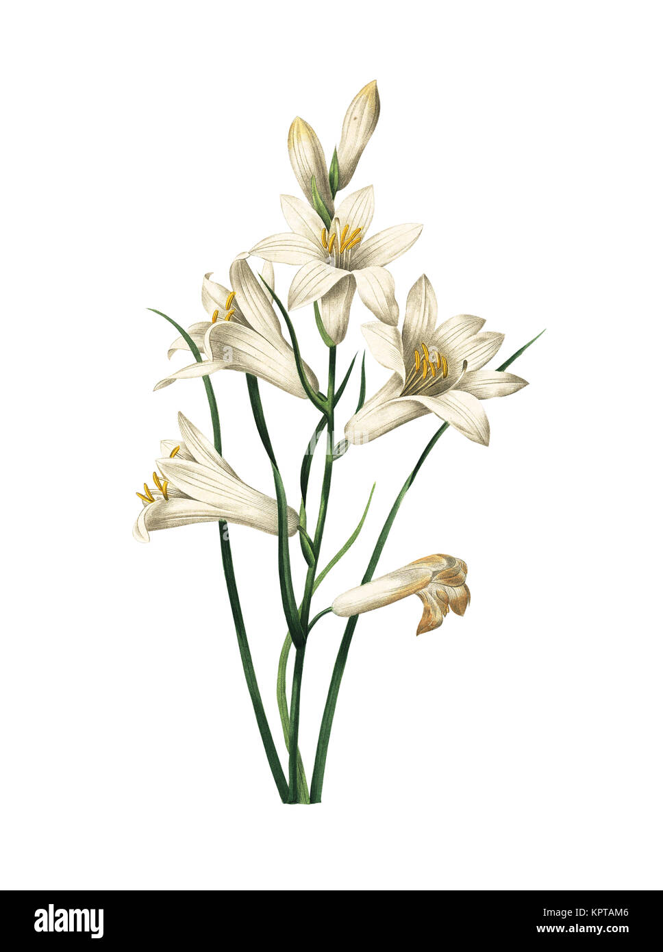 19th-century illustration of a lily. Engraving by Pierre-Joseph Redoute ...