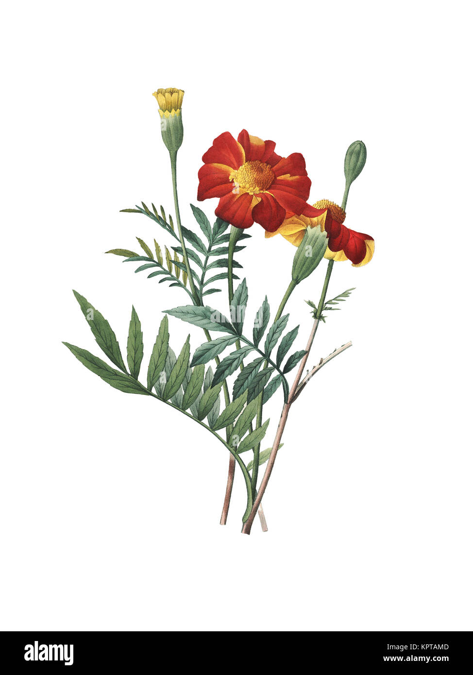 Marigold illustration botanical hi-res stock photography and images - Alamy