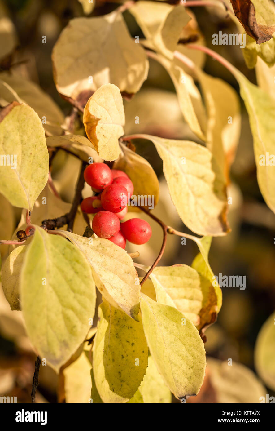 Branch of chinese magnolia vine berries Stock Photo - Alamy