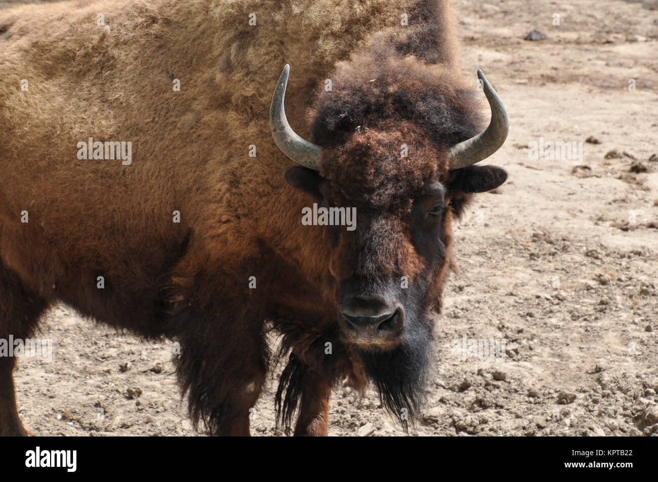 Great American Bison looking forward himself Stock Photo - Alamy