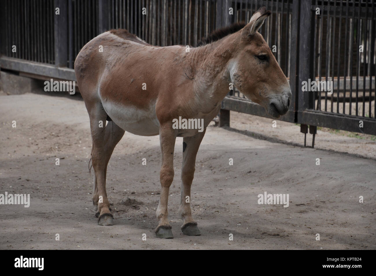 Kulan hi-res stock photography and images - Alamy