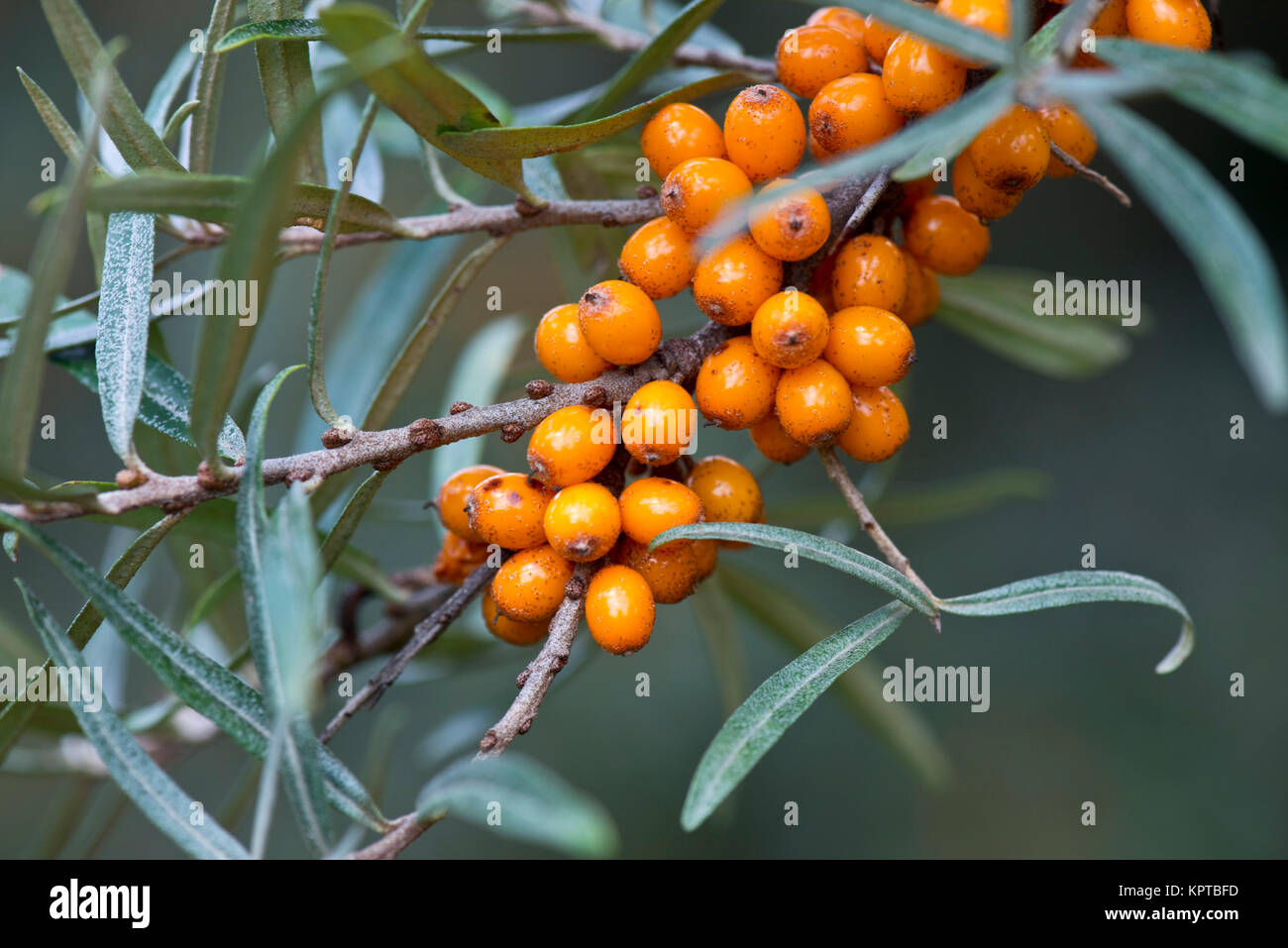 sea-buckthorn berries on the bush Stock Photo - Alamy