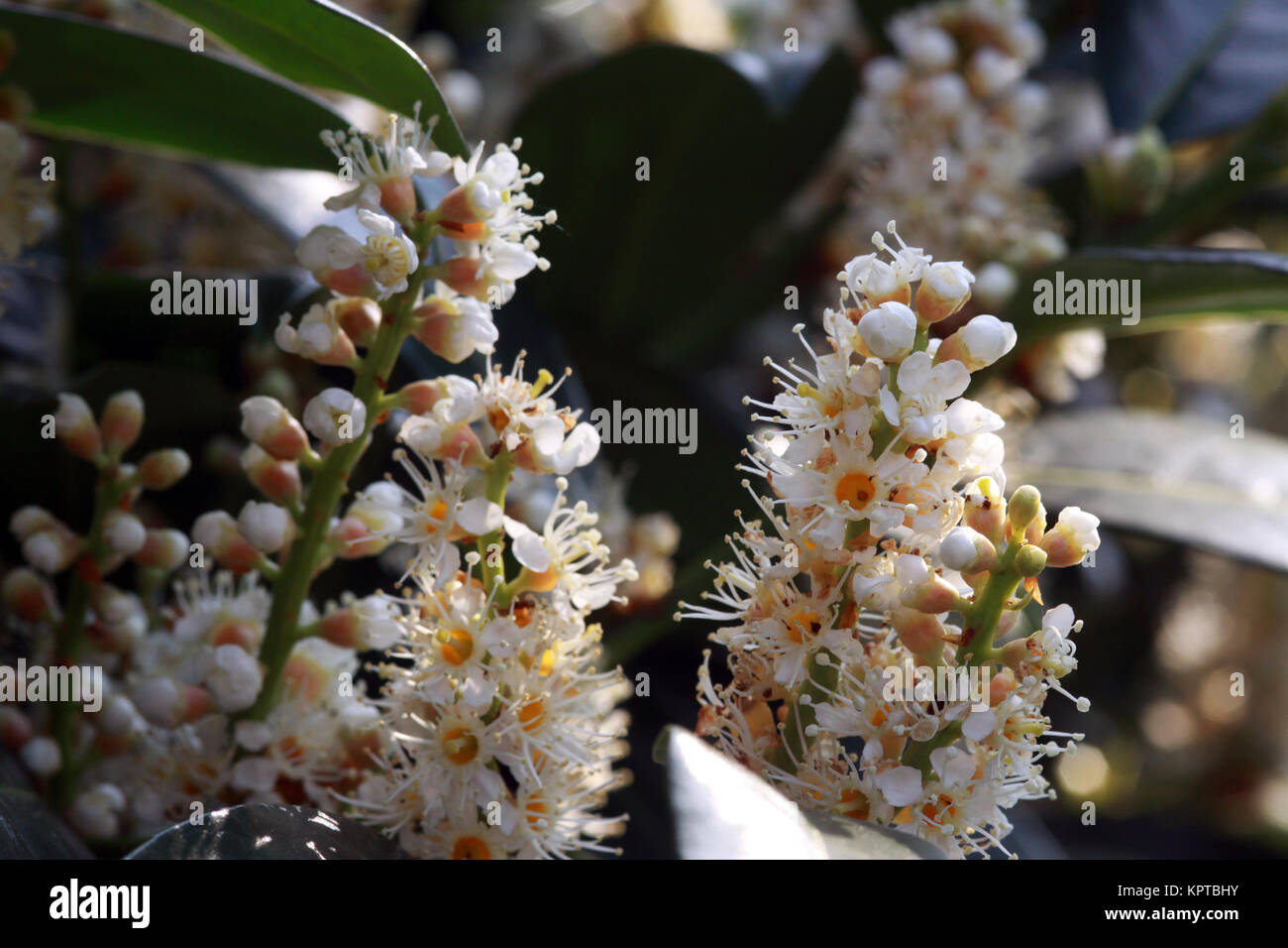 Blüten des Kirschlorbeer, Lorbeerkirsche (Prunus laurocerasus Stock ...