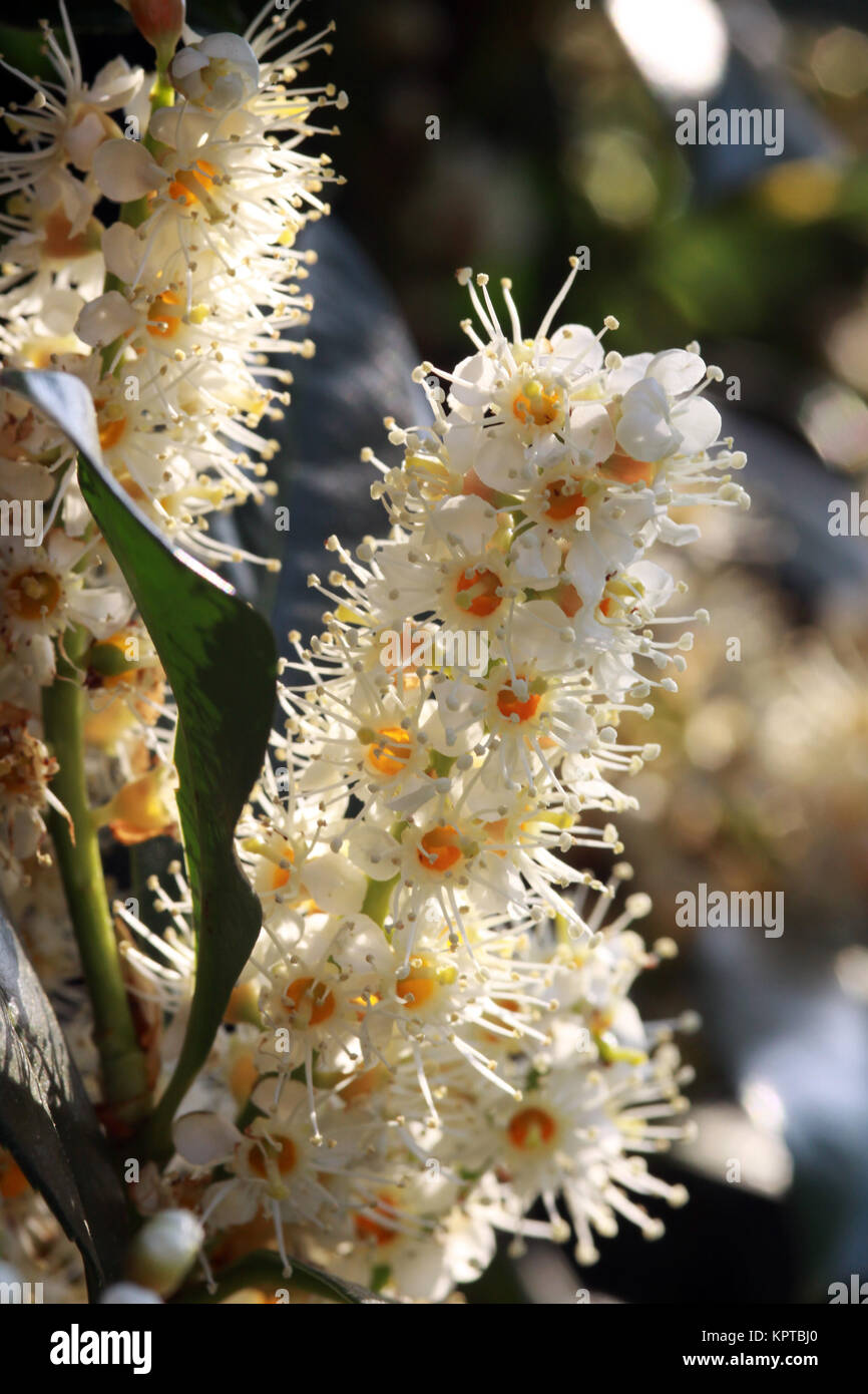 Blüten des Kirschlorbeer, Lorbeerkirsche (Prunus laurocerasus Stock ...
