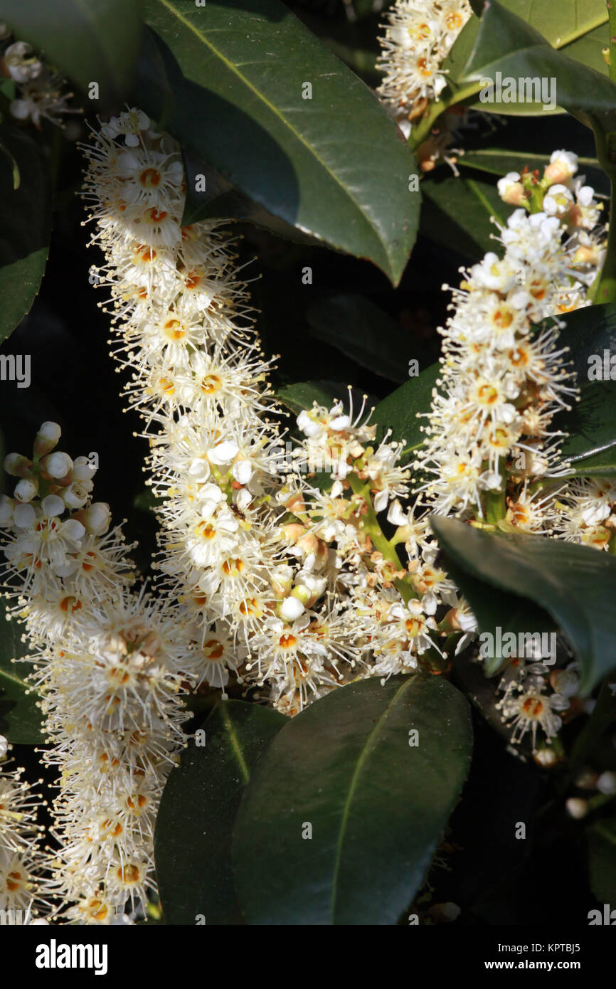 Blüten des Kirschlorbeer, Lorbeerkirsche (Prunus laurocerasus Stock ...
