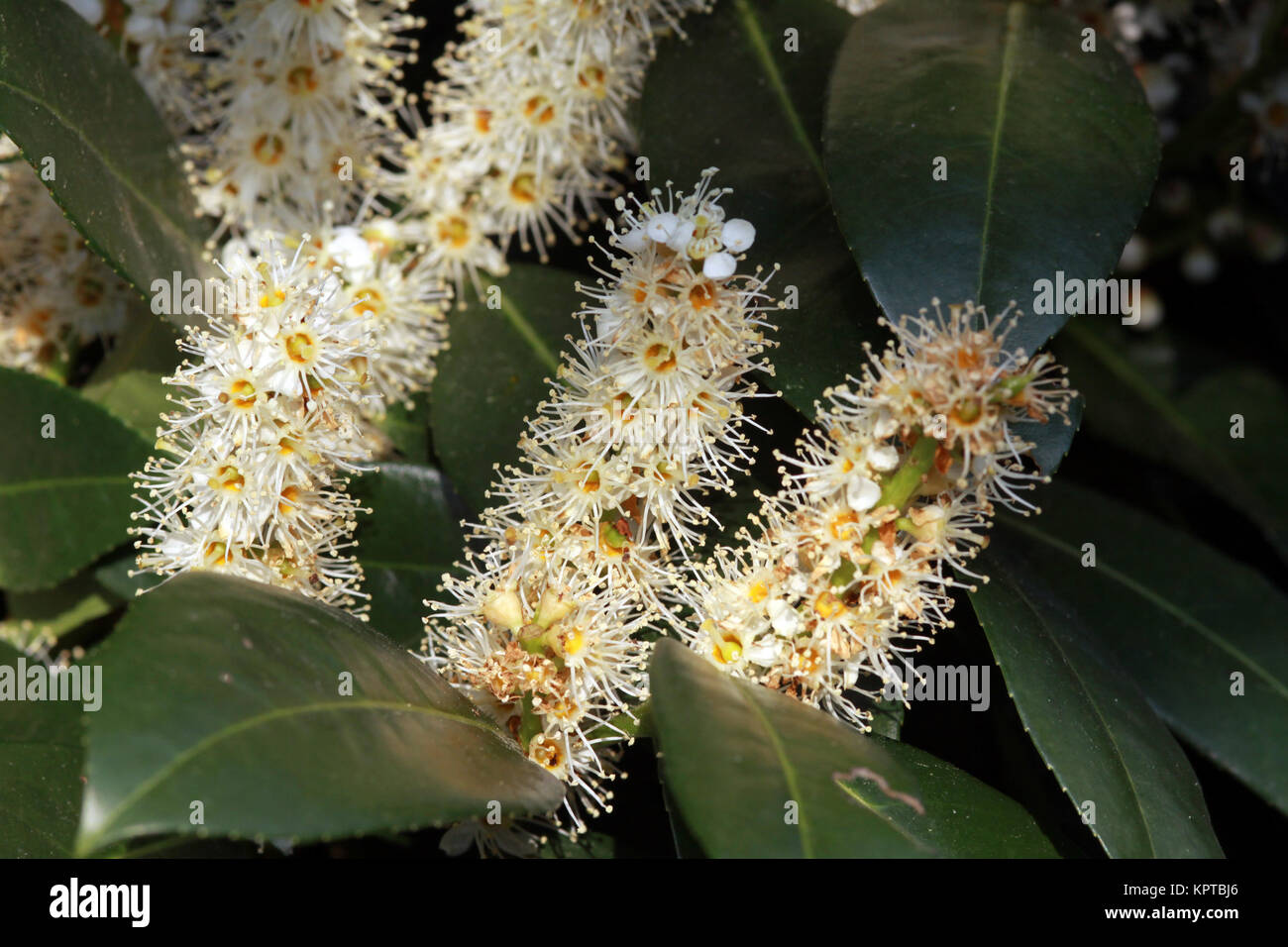 Kirschlorbeer prunus laurocerasus hi-res stock photography and images ...