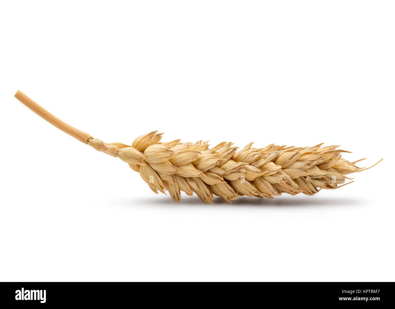 Perfect Cleaned Dried Wheat Ear Isolated on White Background in Full ...