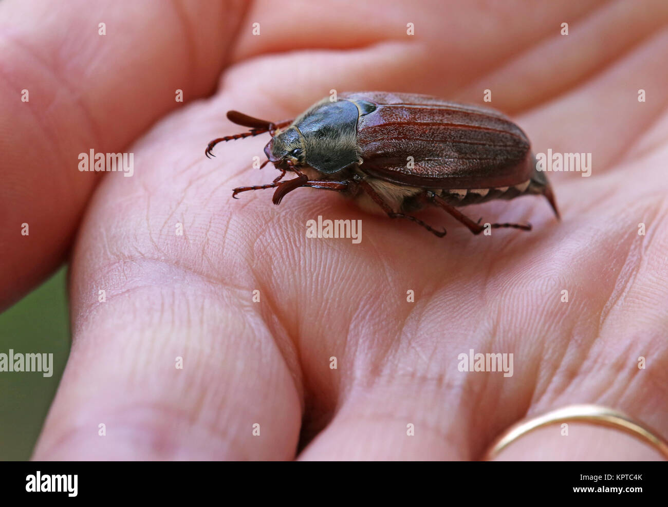 Forest maize beetle on the women's hand Stock Photo - Alamy