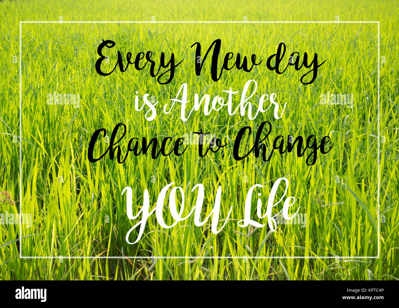 Rice field green grass with inspiration quote, stock photo Stock Photo ...