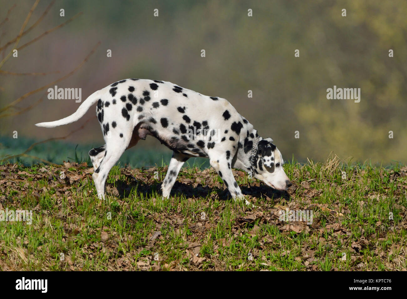 Portrait dog dalmatian side view hi-res stock photography and images ...