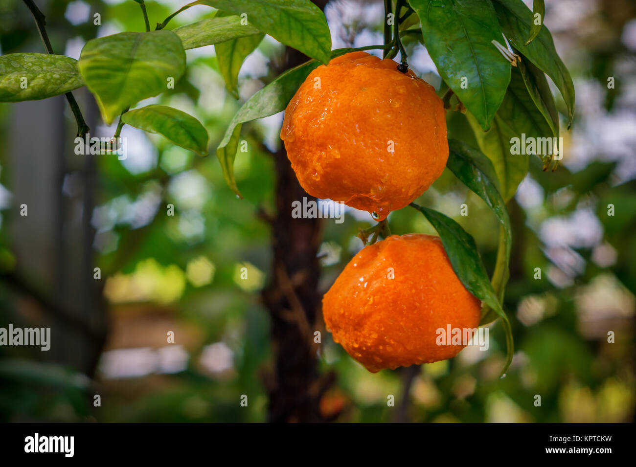 bright orange mandarin on a branch, close-up Stock Photo - Alamy