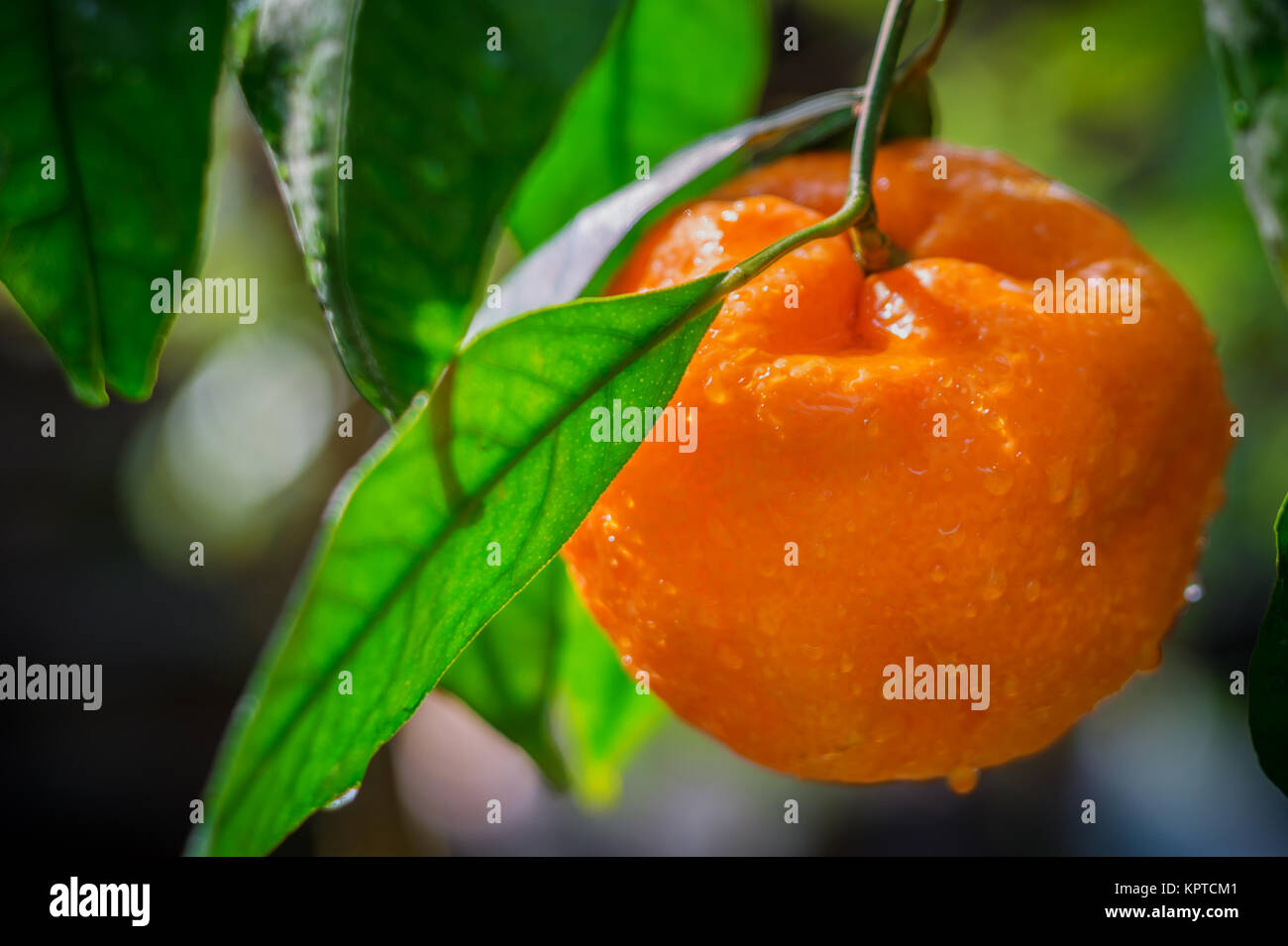 bright orange mandarin on a branch, close-up Stock Photo - Alamy