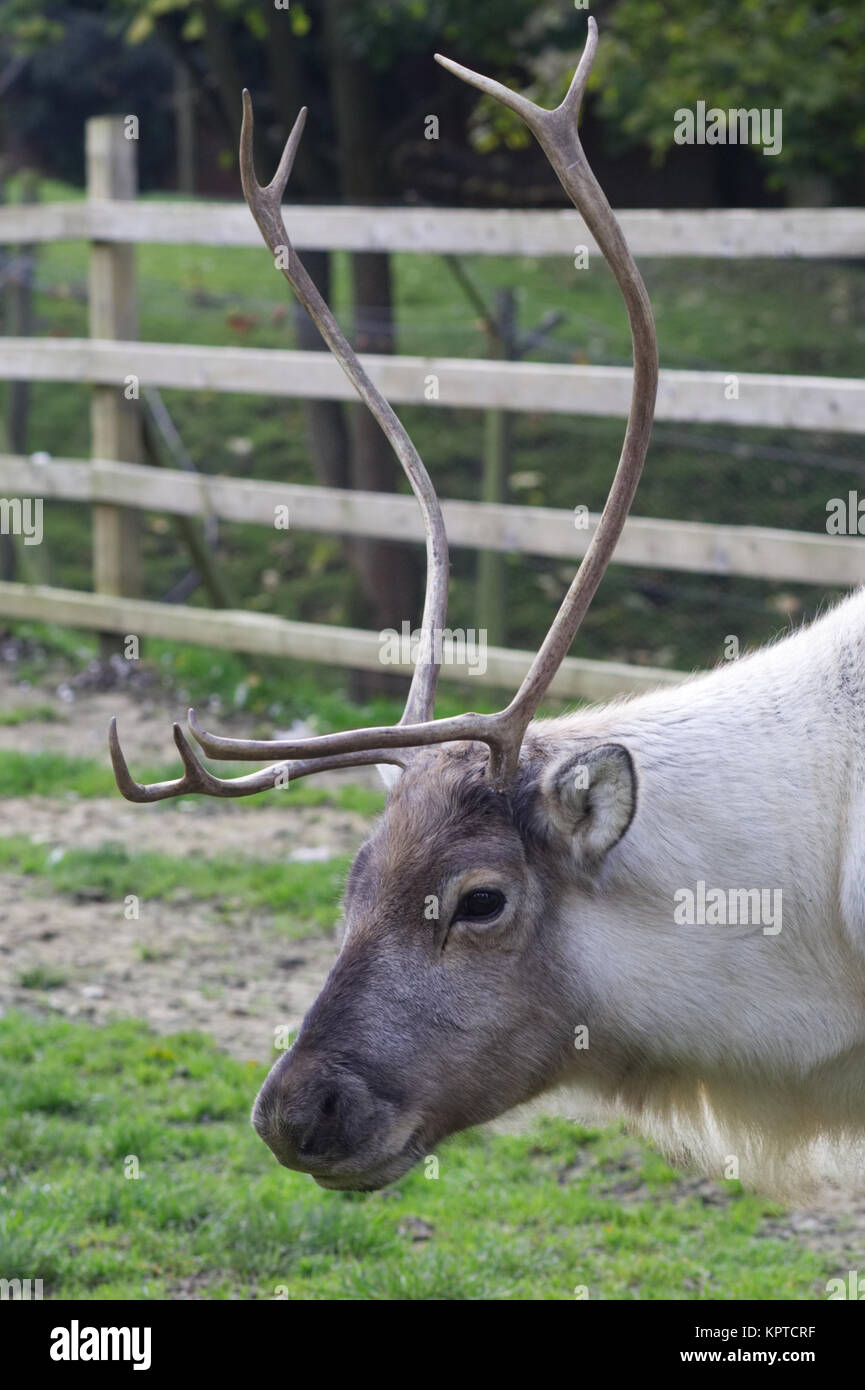 Reindeer mouth hi-res stock photography and images - Alamy