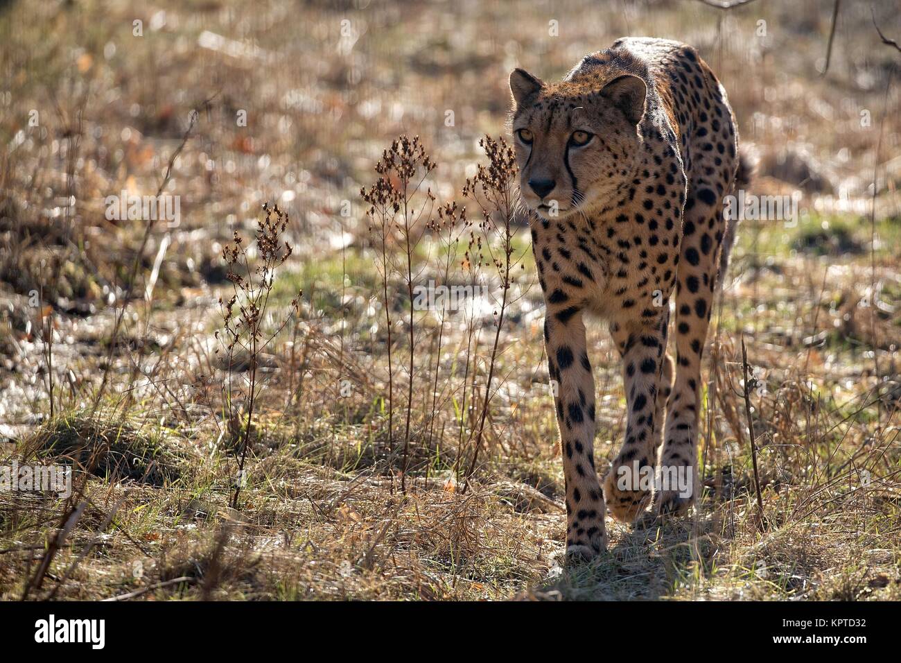 Cheetah in the wild Stock Photo - Alamy