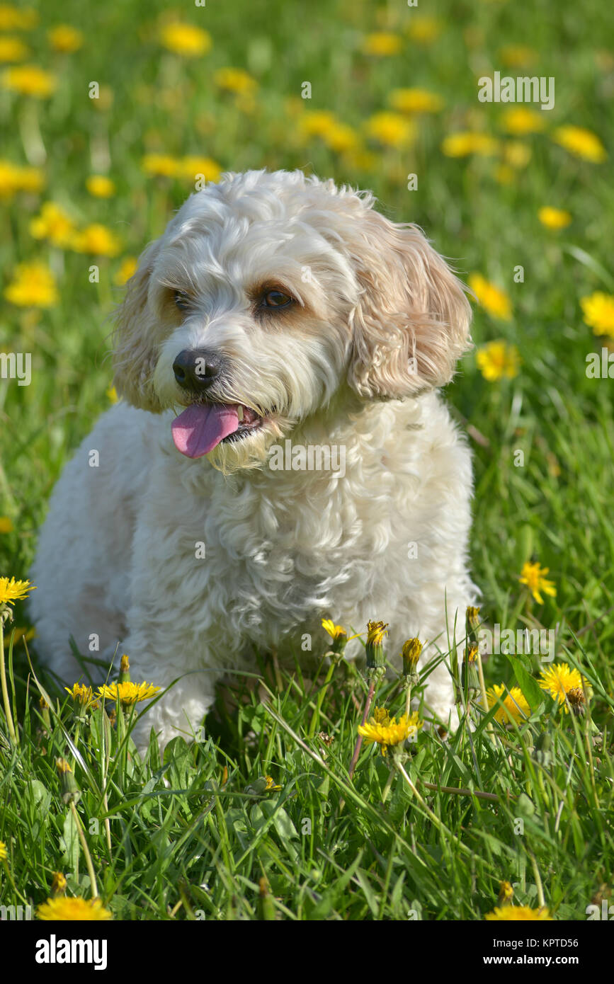dog on meadow Stock Photo - Alamy