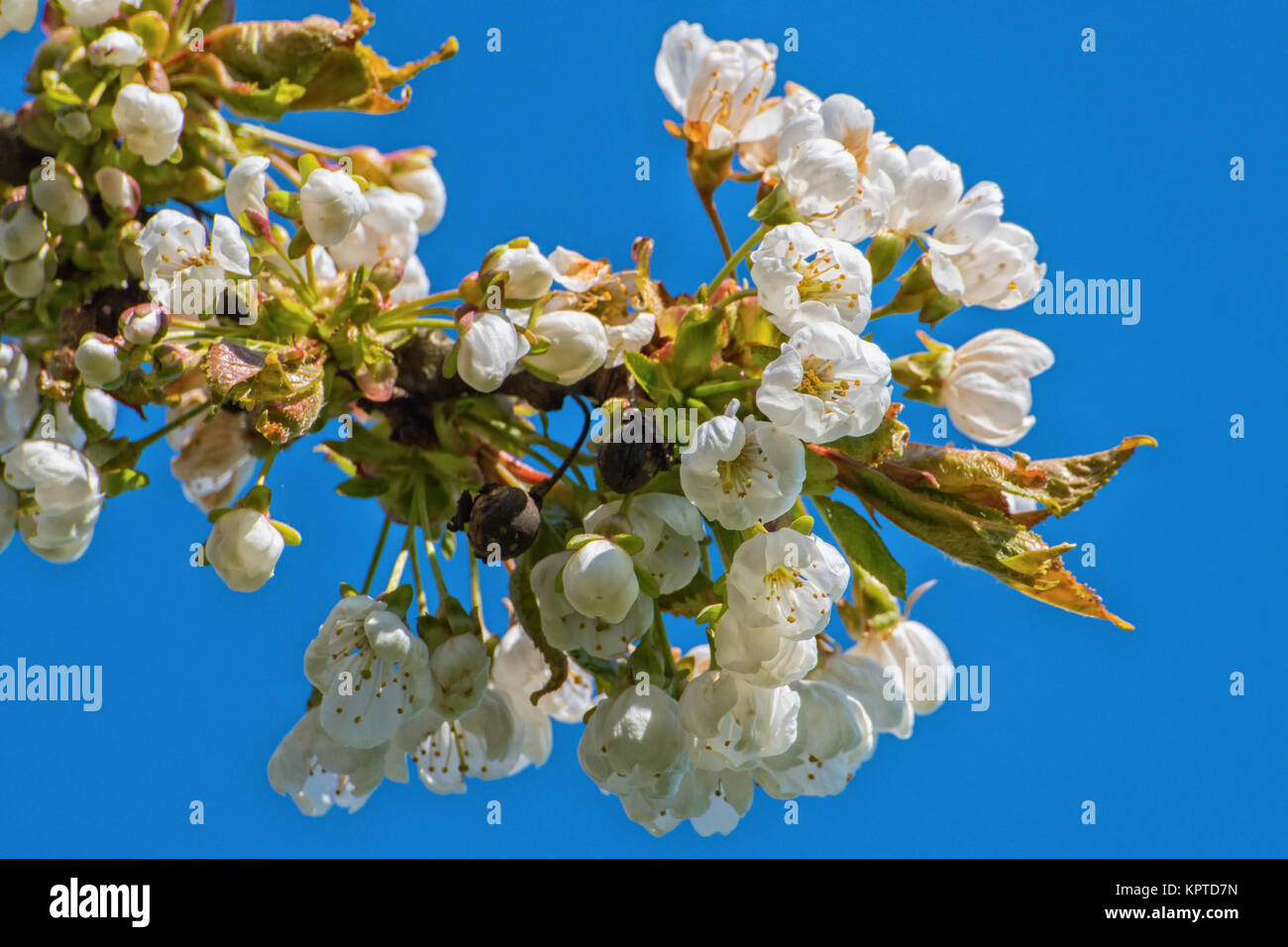 Flowers of the tree branch plum blossoms with blue background Stock ...