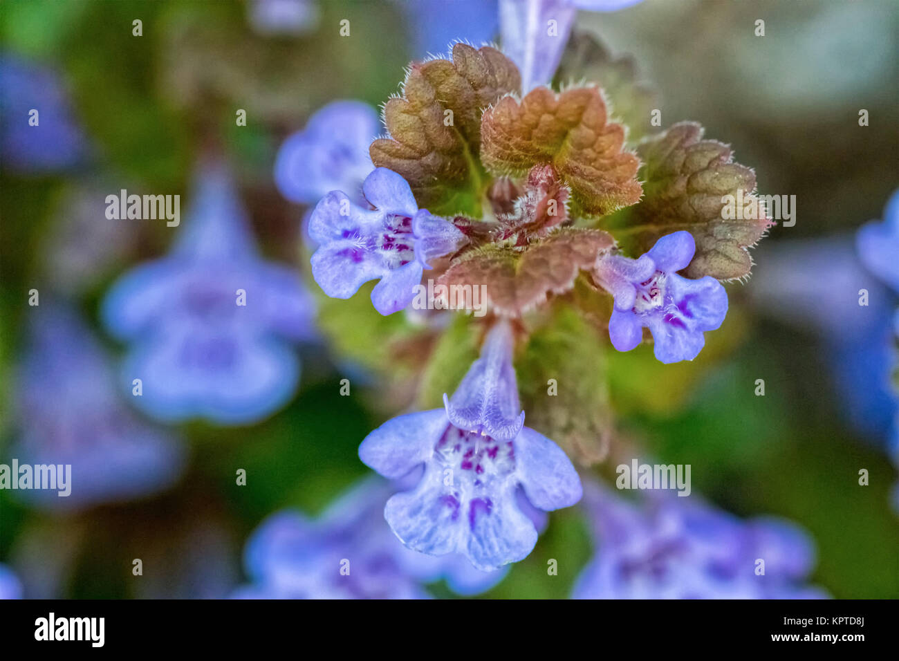 Nice blooming violet flowers on the blurred brown background Stock ...