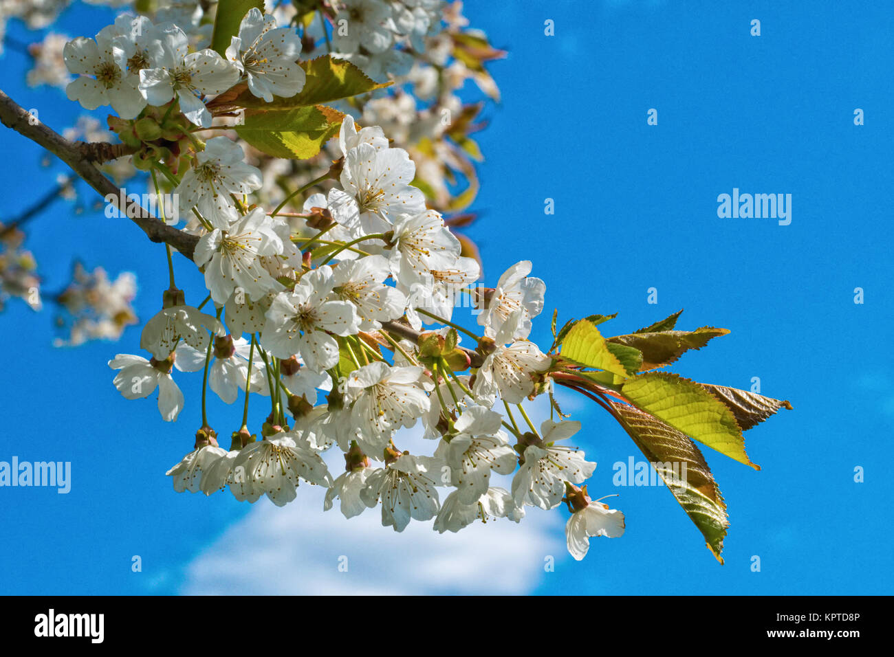 Flowers of the tree branch plum blossoms with blue background Stock ...