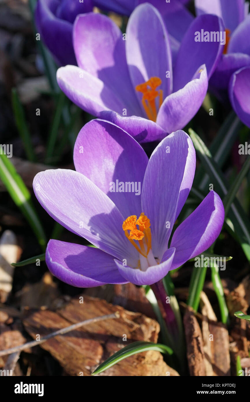 Crocus, flowers of the spring Stock Photo - Alamy