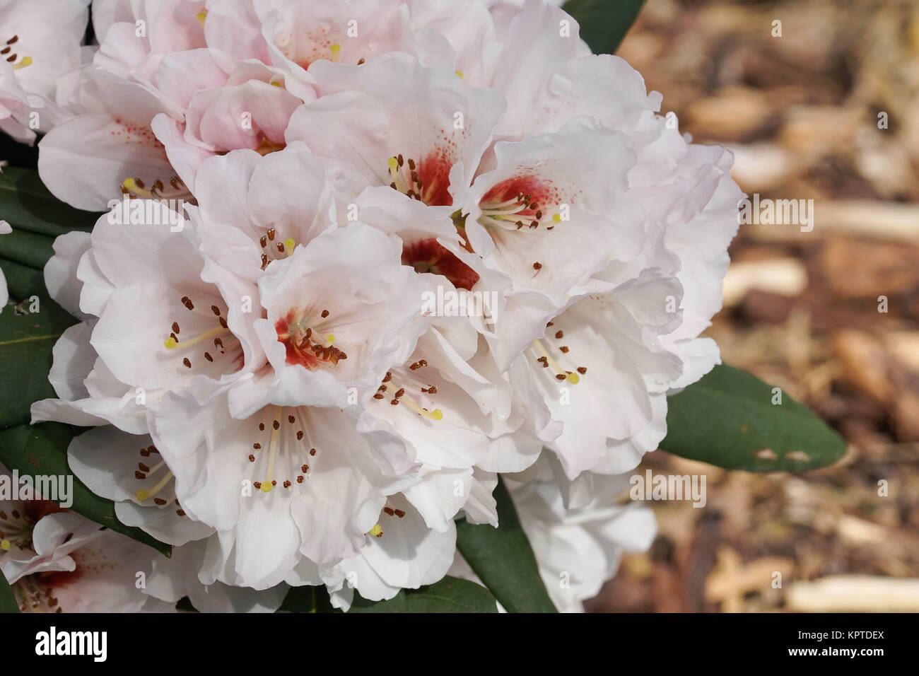 Rhododendron, herald of spring Stock Photo - Alamy