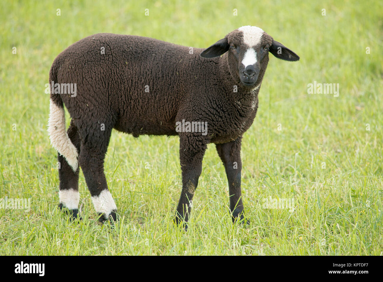 Portrait of a sheep Stock Photo - Alamy