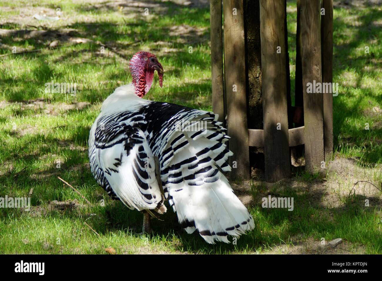 Truthahn hi-res stock photography and images - Alamy