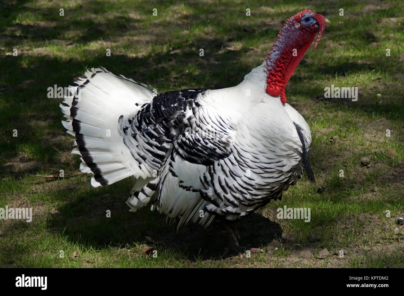 Wildtruthuhn hi-res stock photography and images - Alamy