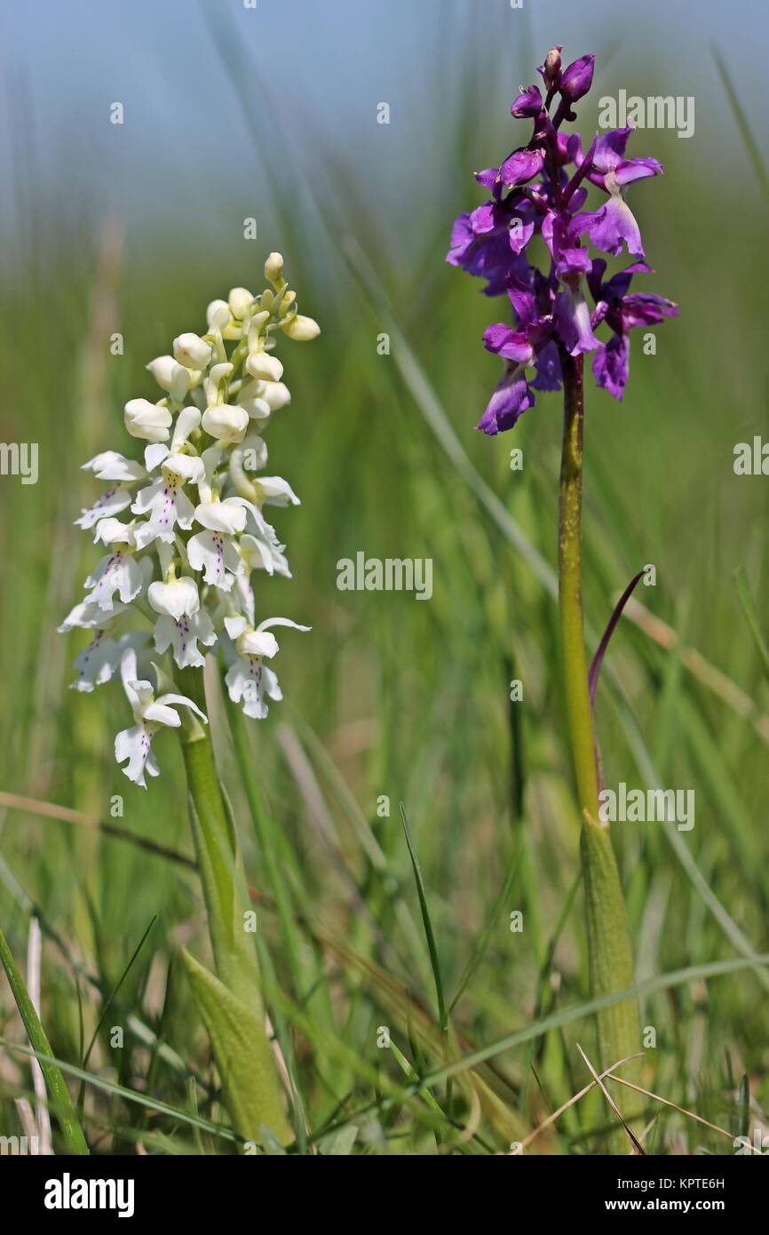Albino-Knabenkraut next to violet stately weed (Orchis mascula) at the ...