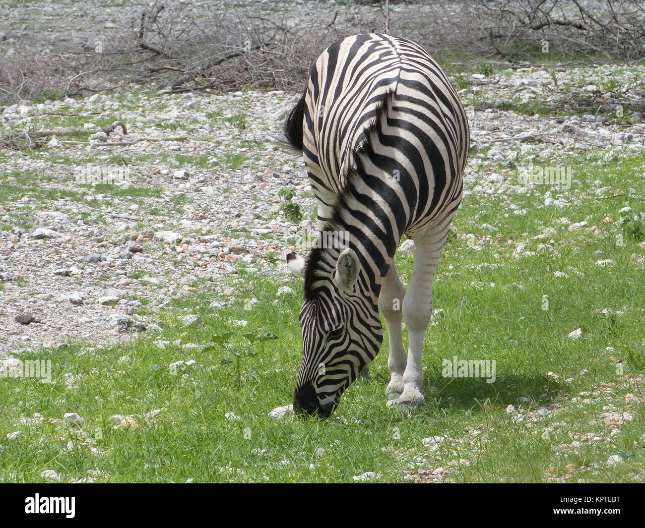 Grassing giraffe on green grass Stock Photo - Alamy