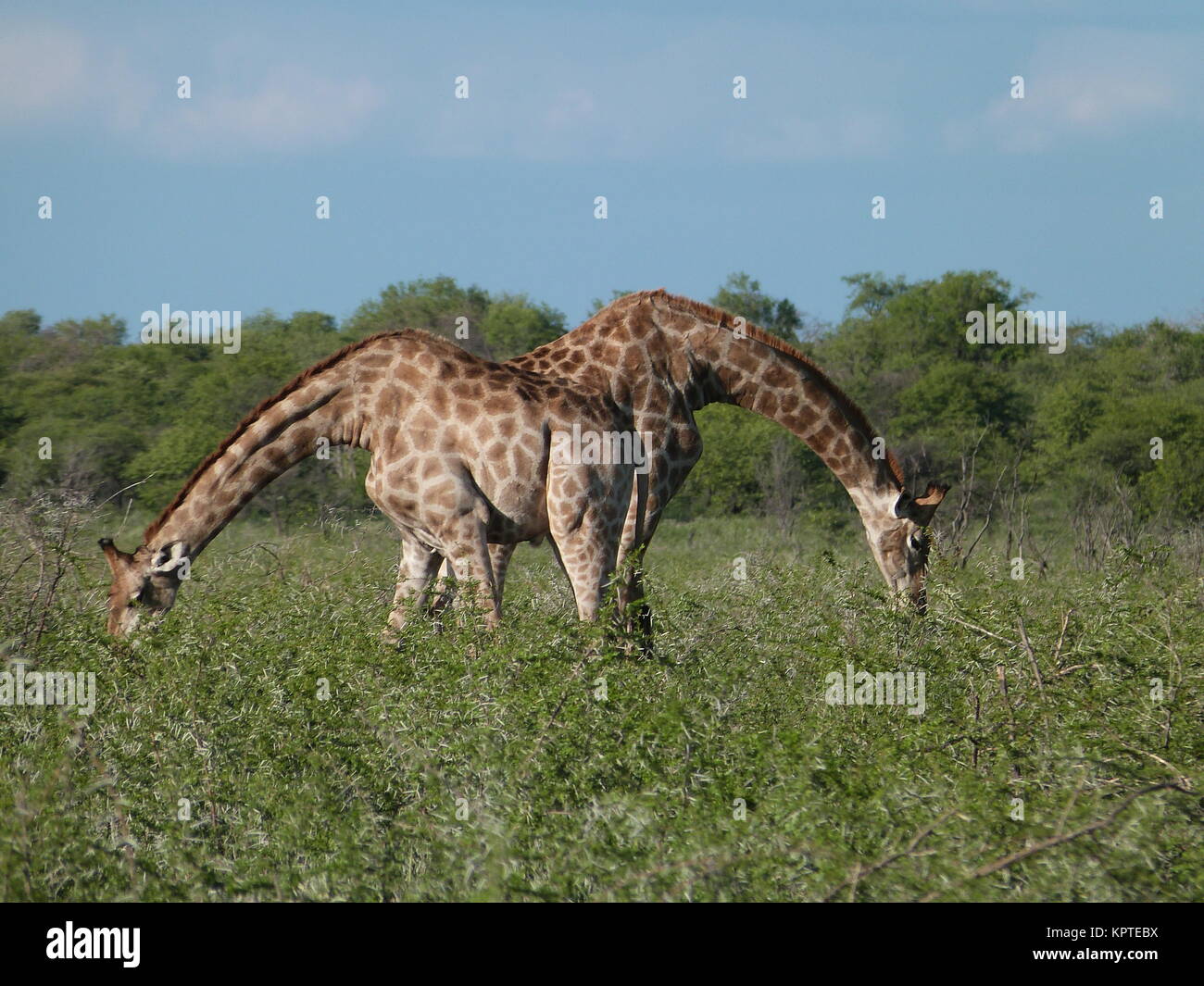 Grassing giraffes hi-res stock photography and images - Alamy